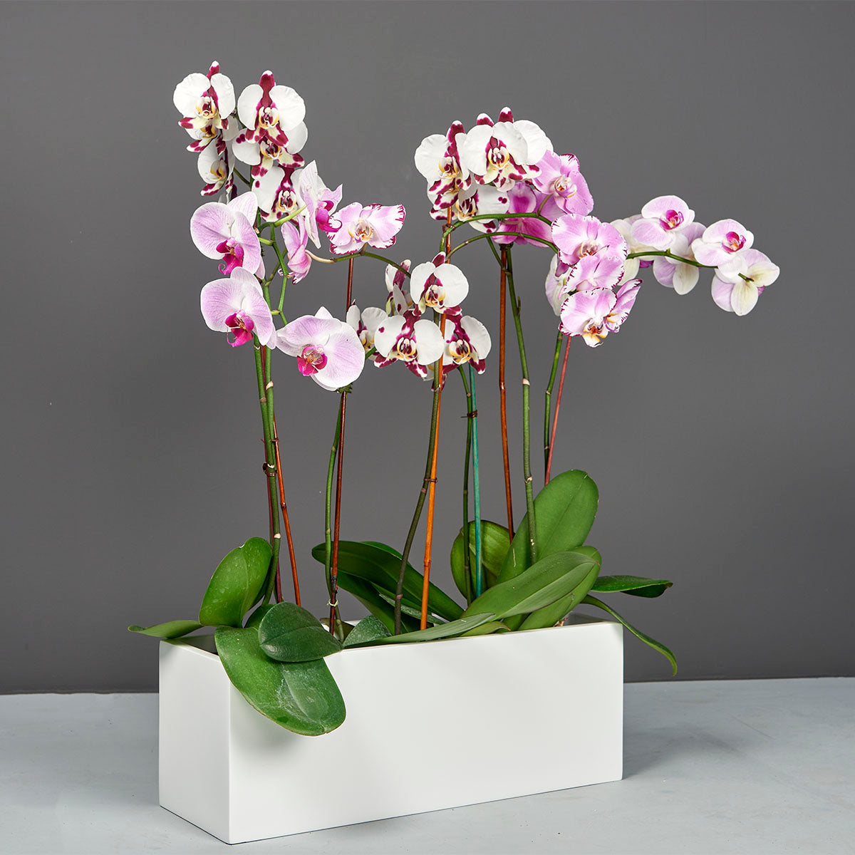 Tupelo Rectangle Tabletop Planter – MODA PLANTERS